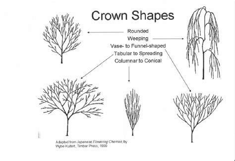 Files Tree Id Aids Wilson County Master Gardener Association