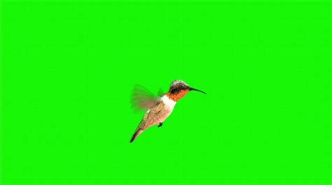 Bird Fly Green Screen Stock Video Footage For Free Download