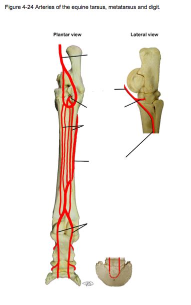 arteries eq diagram quizlet