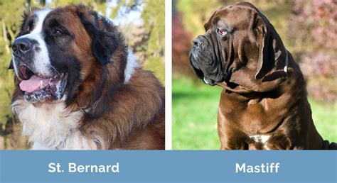 English Mastiff Vs St Bernard St Bernard Vs Bullmastiff Jvenm