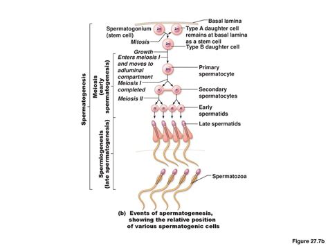 Primary Sex Organs Gonads Testes And Ovaries Ppt Download