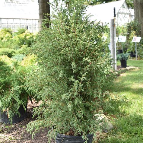 Juniperus Communis Gnom Horsford Gardens And Nursery