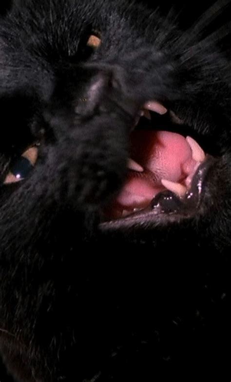 The Black Cat 1981