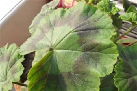 Whats The Matter With Geranium Leaves Turning Yellow The Plant Aide