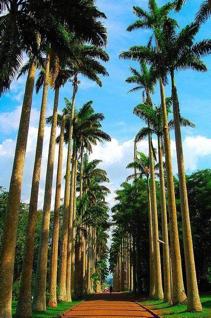 Palm Tree Avenue In Aburi Botanical Gardens Ghana Africa Travel