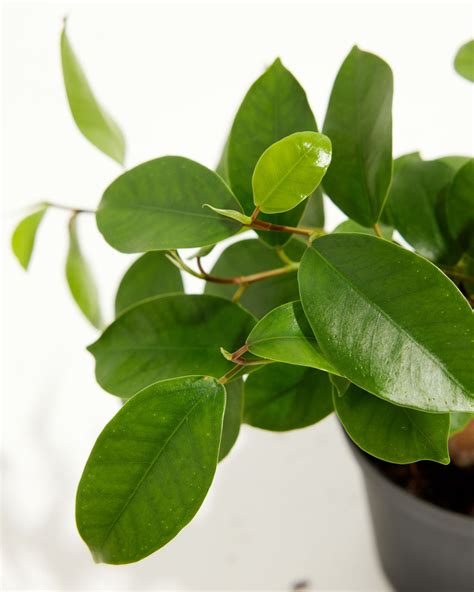 Ficus Benjamina Midnight Braid Indoor Plants Lively Root