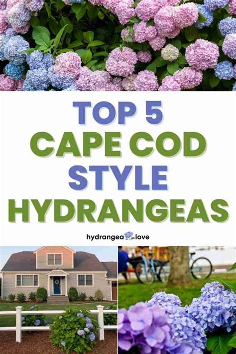 Top 5 Hydrangeas For A Cape Cod Style Garden Hydrangea Love