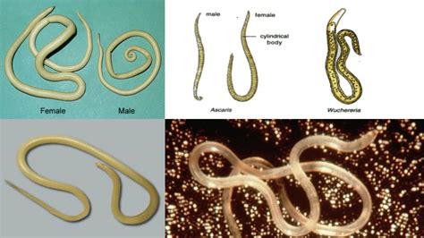 Phylum Arthropoda Definition Classification Characteristics