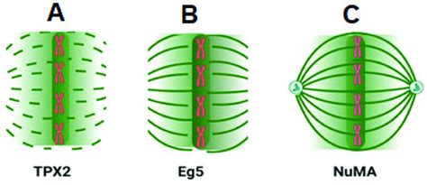 Mitotic Proteins Thought To Be Controlled By Ran Gtp And Their Function