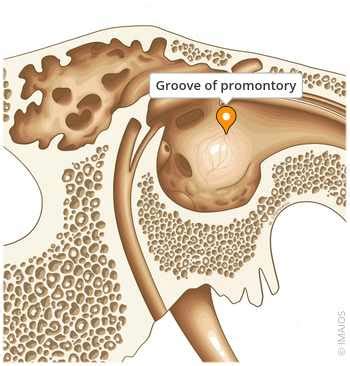 Groove Of Promontory E Anatomy Imaios