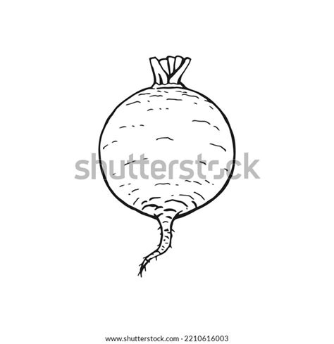 Beet Outline Hand Drawn Vector Illustration Stock Vector Royalty Free