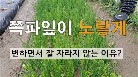 쪽파잎이 노랗게 변하면서 자라지 않는 이유 쪽파 잘가꾸는 꿀팁 쪽파가 죽는이유 Youtube