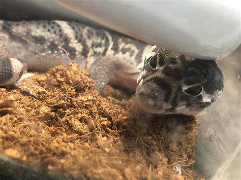 Recently Adopted A Juvenile Leopard Gecko After It Was Rehomed Multiple Times In A Short Span