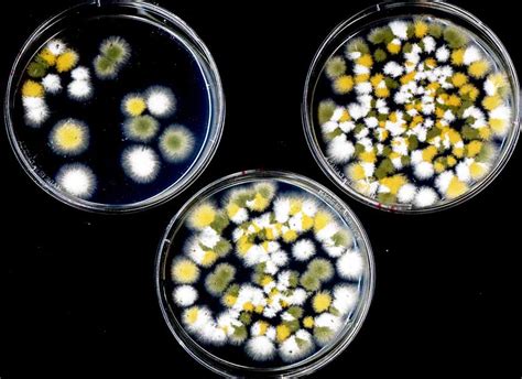 Fundamentals Of Growth Storage Genetics And Microscopy Of Aspergillus