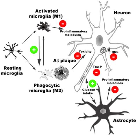 Schematic Representation Of Main Effects Of Cb 2 Receptor Activation