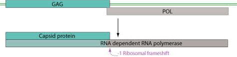 Totiviridae Genome Encyclopedia Mdpi