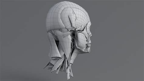 Human Head Anatomy 3d Model 99 Fbx Ma Max Obj Free3d