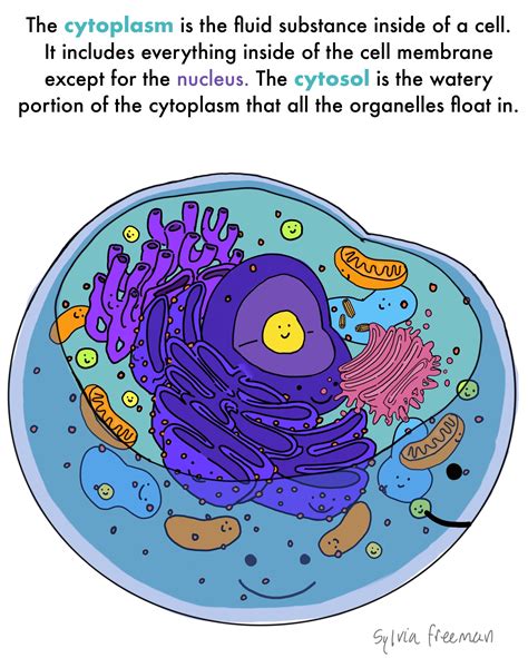 Cytoplasm Structure Function Expii