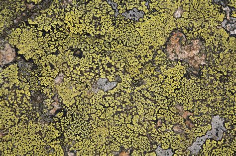 รูปภาพlichenoid เลือกดูภาพถ่ายสต็อก เวกเตอร์ และวิดีโอ115 Adobe Stock