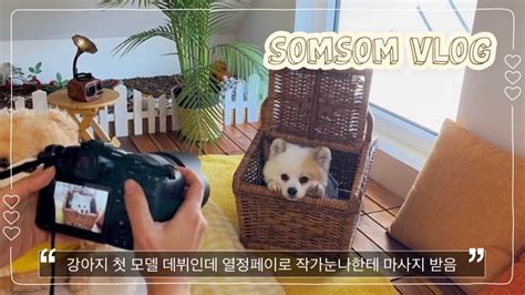하이솜솜 강아지 첫 모델 데뷔 반려견 스냅사진 촬영 강아지 스냅 촬영 후 열정페이로 마사지 받음 작가눈나한테 마음