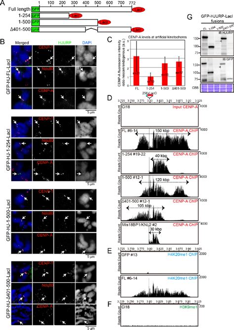 Middle Region Of Hjurp Contributes To Centromere Expansion A Download Scientific Diagram