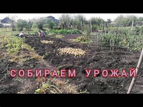 ВЫКОПАЛИ КАРТОШКУ/СКОСИЛИ ТРАВУ/ УБОРКА УЧАСТКА/ЖИЗНЬ В ДЕРЕВНЕ - YouTube