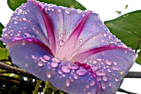 What Is Dew And How Does It Form Dew Formation Explained