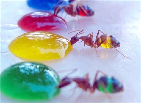 Amazing Mountain AND Ants That Change Color TheCount Com