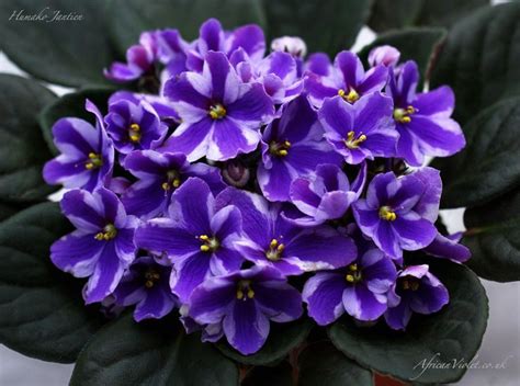 Humako inches фиалка фото