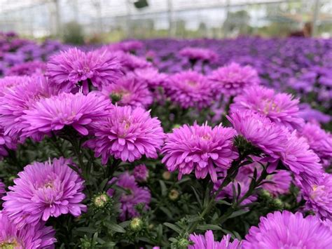 How To Grow And Care For Aster Flowers Ann Inspired