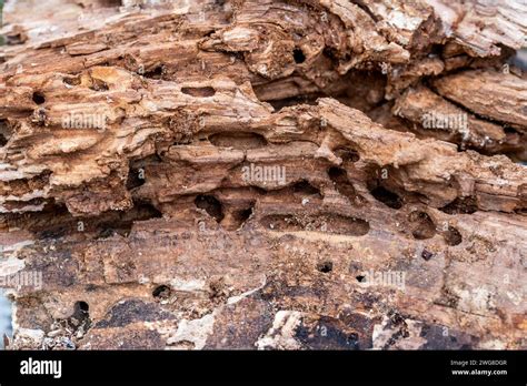 Tree Trunk Eaten By Insects Natural Old Tree Texture Top View Of The Bark Of A Tree Wood