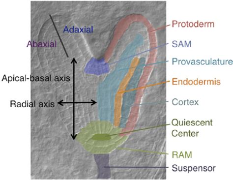 Axes And Tissues This Late Heart Stage Embryo Shows The Embryonic Axes