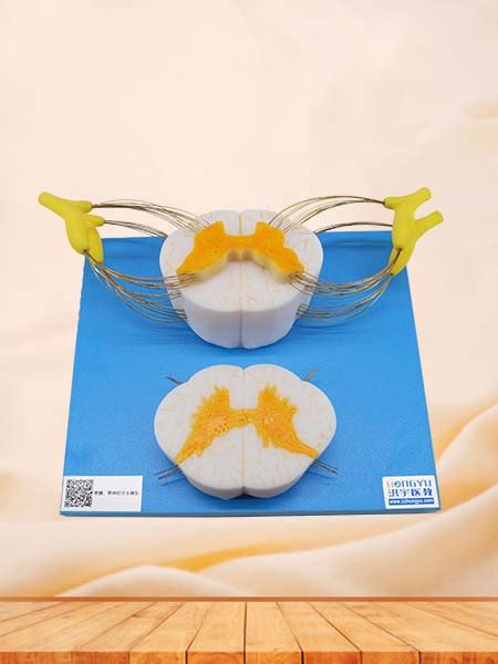 Soft Spinal Cord And Spinal Nerve Branch Anatomy Model Meiwo Science Co