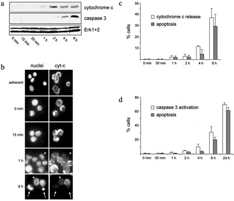Detachment Induced Cytochrome C Release Caspase Activation And Download Scientific Diagram