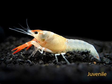 Orange Ghost Crayfish Procambarus Clarkii Tank Bred Aquatic Arts