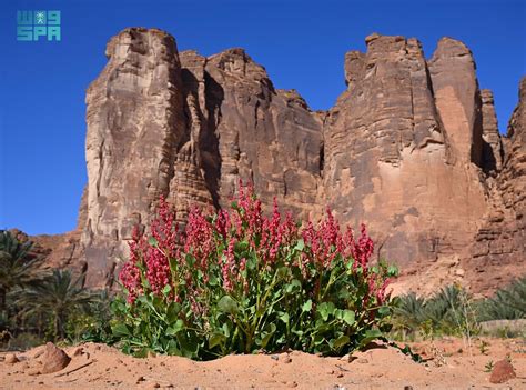 Sorrel Thrives In Saudi Arabias Alula Region