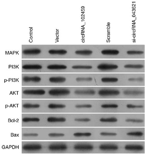 Figure 7 From Microarray Profile Of Circular Rnas Identifies Hsa Circrna 102459 And Hsa Circrna