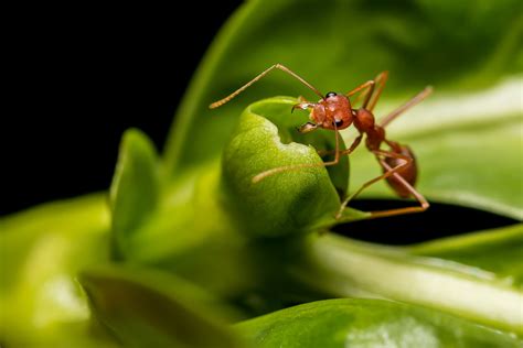 Ant