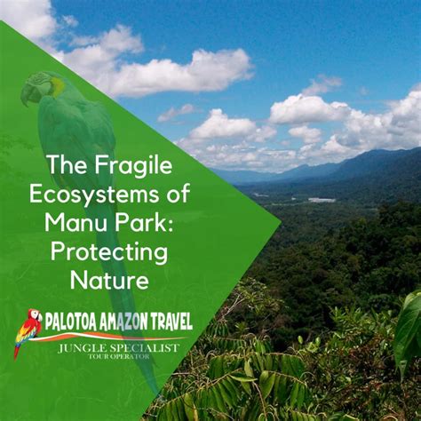 Conservation Initiatives Protecting The Amazons Ecosystems