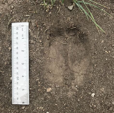 Identifying Animal Tracks — A Complete Guide