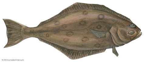 Atlantic Halibut Fish Britannica