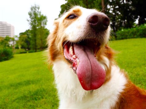 人気の犬70種類！ペットとして飼いやすい定番犬種を体重別に網羅！ Starthome