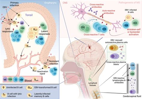 Schematic Illustration Of The Features Of Ebv Infection And The Download Scientific Diagram