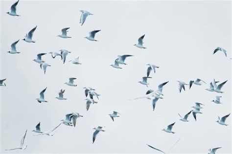 Randomized Algorithm Towards Data Science