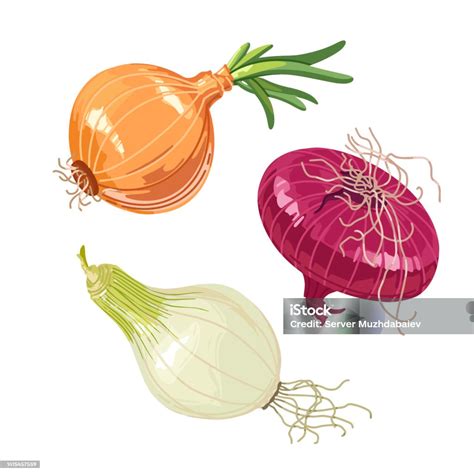 인쇄 및 디자인을위한 흰색 배경에 사실적인 스타일의 양파의 다양한 변형 벡터 일러스트레이션 양파에 대한 스톡 벡터 아트 및 기타 이미지 Istock