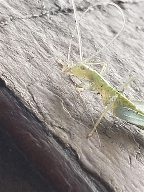 I Imagine This Is Just A Grasshopper But Ive Never Seen One I Can See