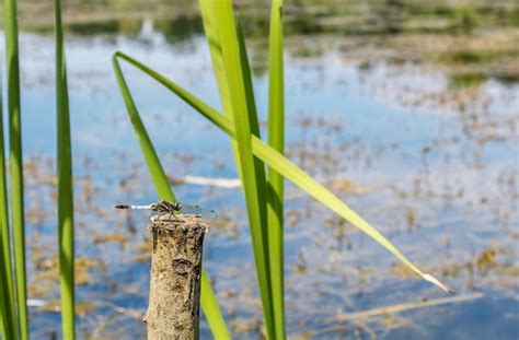 Premium Photo Close Up Of Grasshopper On Wooden Post