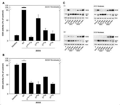 Complementation Analysis In Sco1 And Sco2 Patient Fibroblasts Download Scientific Diagram