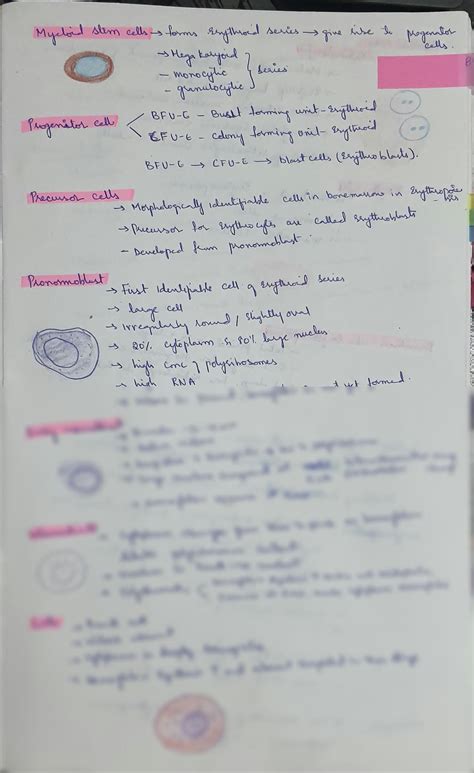 Solution Stages Of Erythropoiesis Continuation Studypool