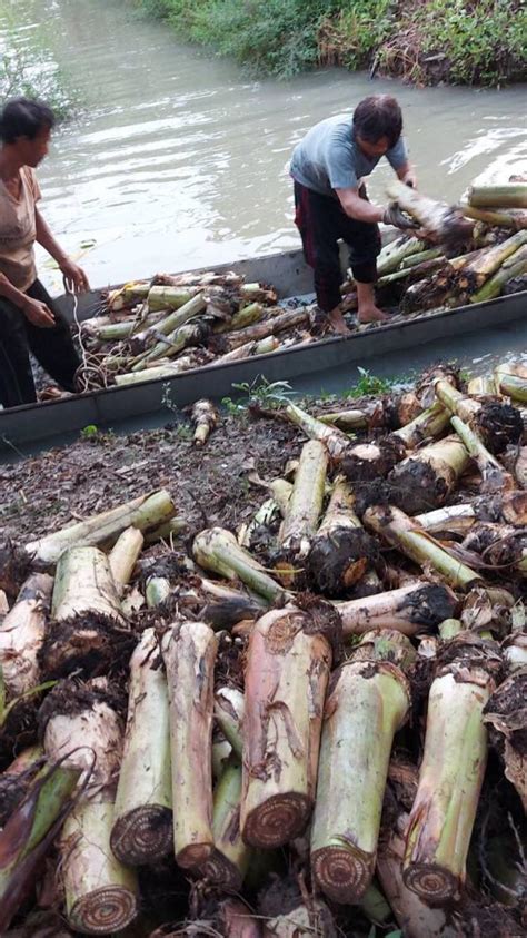 สวนกล้วย หนองนกทาสกลทวาปี สวนกล้วย หนองนกทาสกลทวาปี